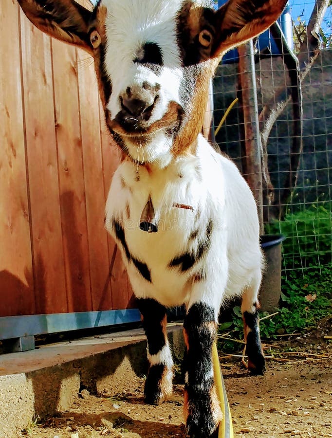 Nubian Goat with Silly Face Stock Photo - Image of puppy, goat: 206529892