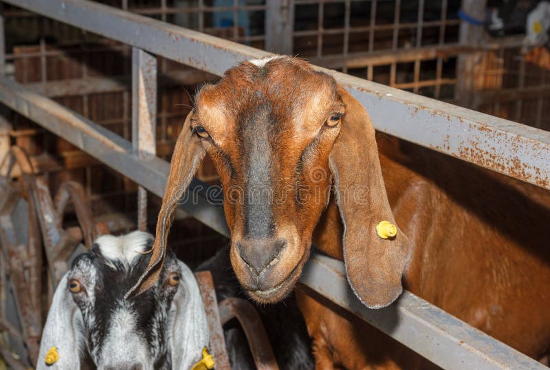 Piebald nubian goat stock image. Image of live, agriculture - 58572313