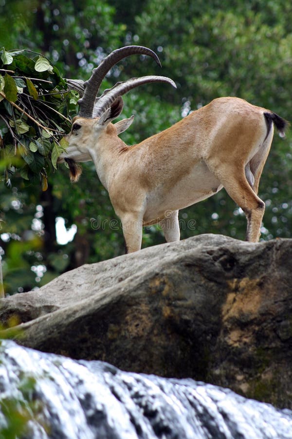Nubian Ibex stock image. Image of herbivorous, wildlife - 8177847