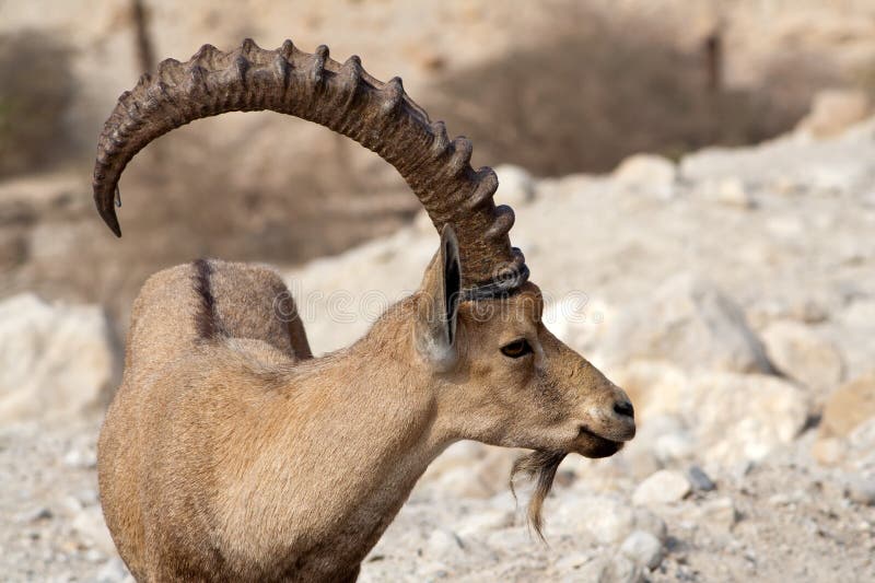 Nubian ibex stock image. Image of arid, ibex, wild, nubian - 18139069