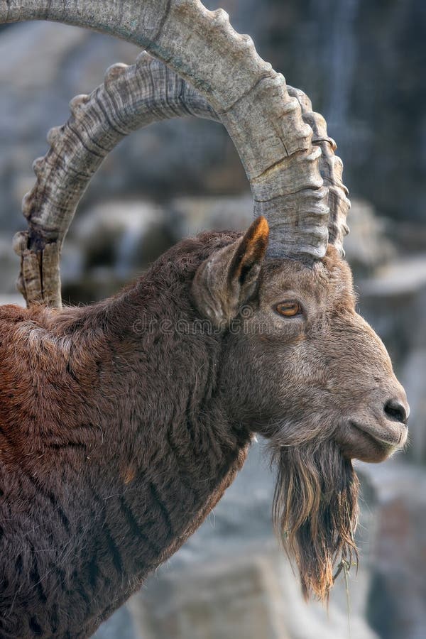Nubian Ibex stock image. Image of animal, creature, endangered - 21442153