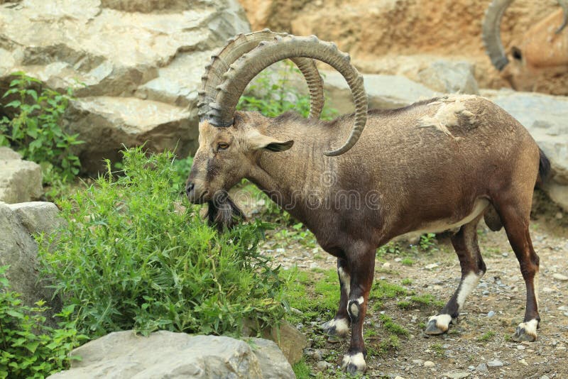 Nubian Ibex stock image. Image of herbivorous, wildlife - 8177847