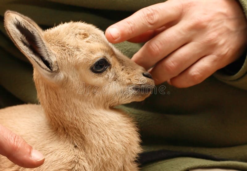 Nubian Ibex stock photo. Image of mammal, hand, care, kids - 2692768