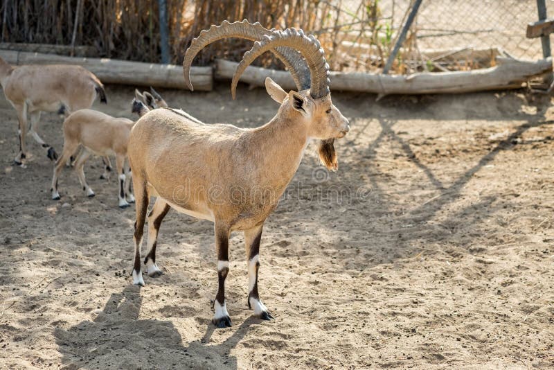 Nubian ibex Capra nubiana stock photo. Image of middle - 128088586