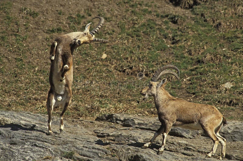 NUBIAN IBEX Capra Ibex Nubiana, MALES FIGHTING Stock Image - Image of ...