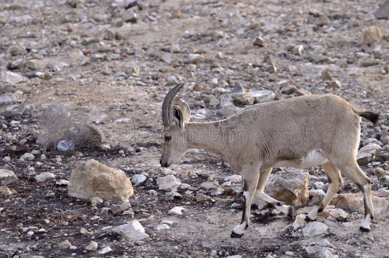 An Ibex and the desert stock photo. Image of ibex, curiously - 10718364