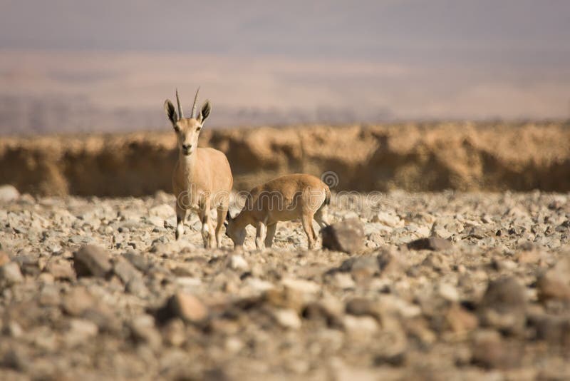Ibex Goat stock photo. Image of horn, animal, mephoto - 19492682