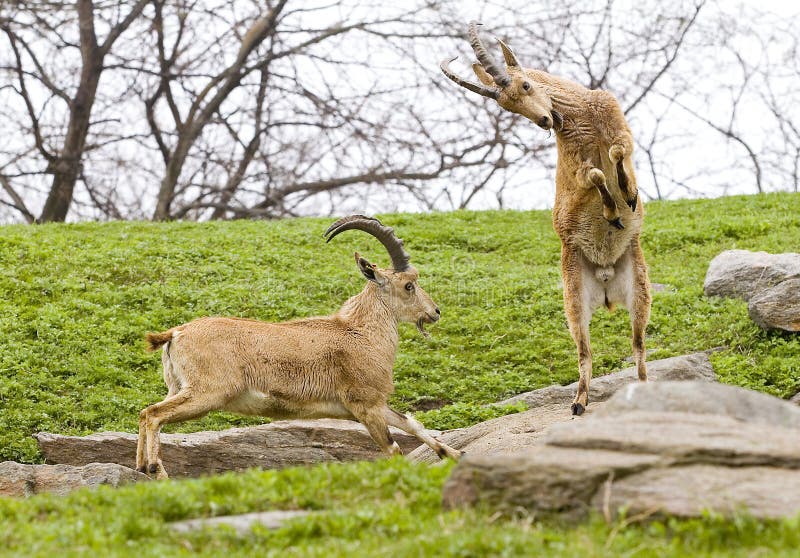 193 Fighting Ibex Stock Photos - Free & Royalty-Free Stock Photos from ...