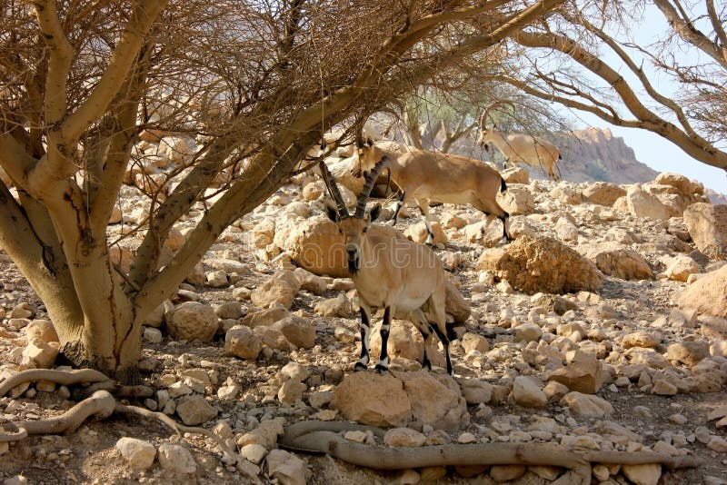 Nubian Ibexes in the Judea Desert Stock Image - Image of gedi, israel ...