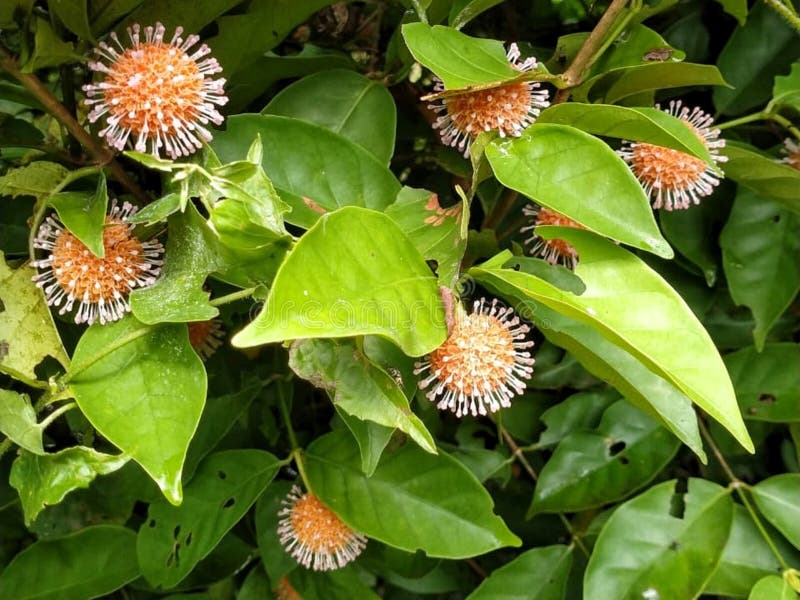 Nuclea Plant Stock Photos - Free & Royalty-Free Stock Photos from ...