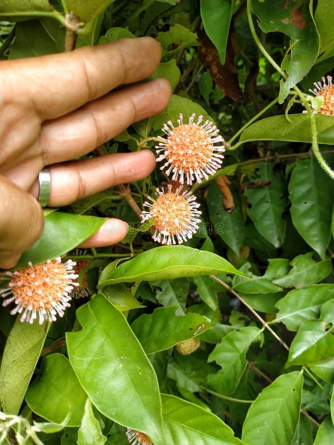 Nuclea Plant with the Leaves Stock Photo - Image of nuclea, garden ...