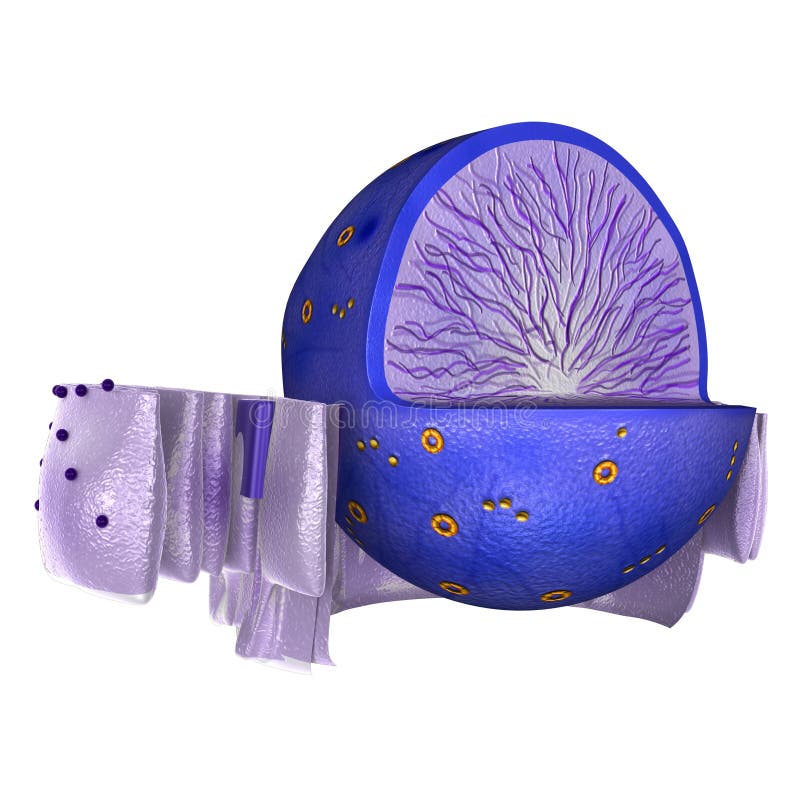 Nucleo in cellula animale illustrazione di stock. Illustrazione di ...