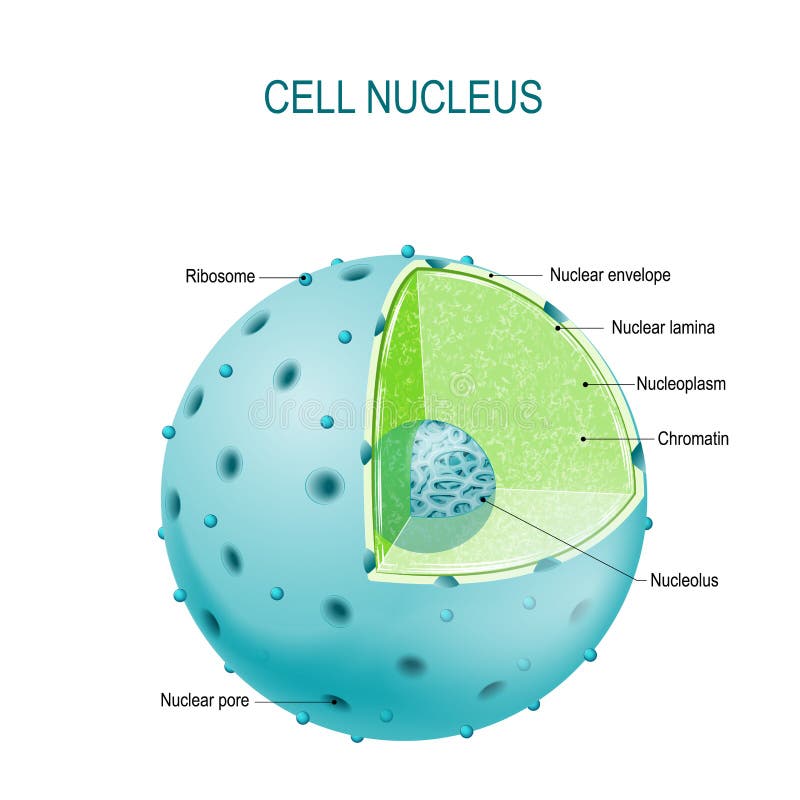 Nucleoplasma In Una Cellula Vegetale