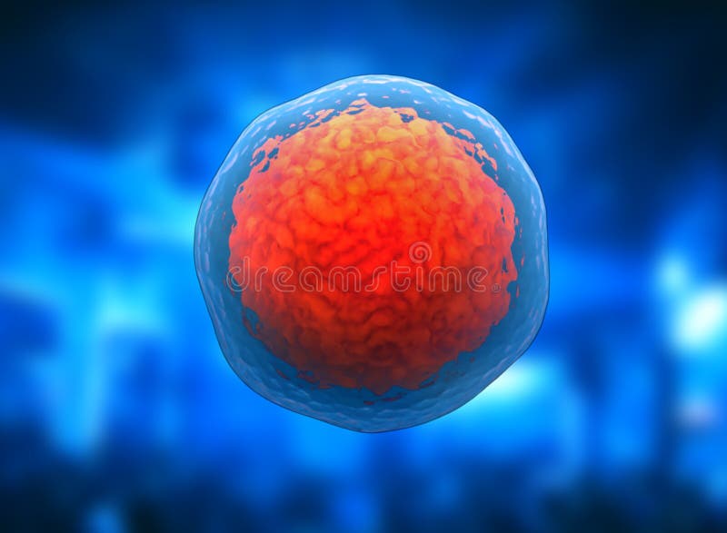 Nucleolo Cellula Staminale 3d. Illustrazione di Stock - Illustrazione ...