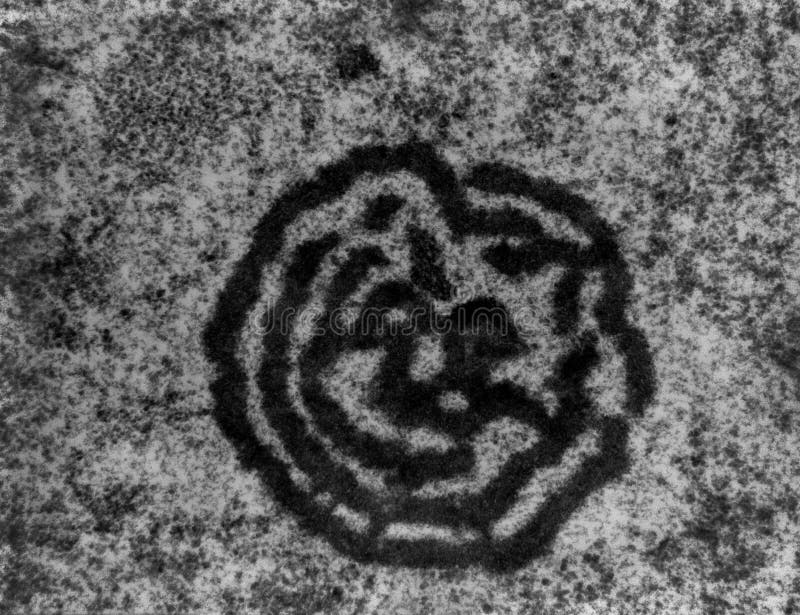 632 Nucleolus Stock Photos - Free & Royalty-Free Stock Photos from ...