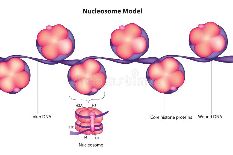 Nucleosome diagram stock vector. Illustration of karyotype - 321336989