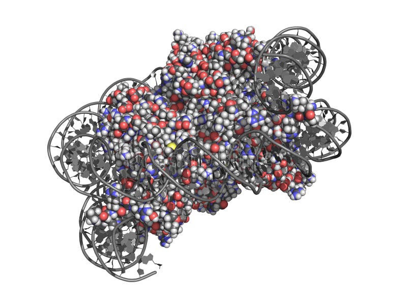 Nucleosome model stock illustration. Illustration of cell - 95964853
