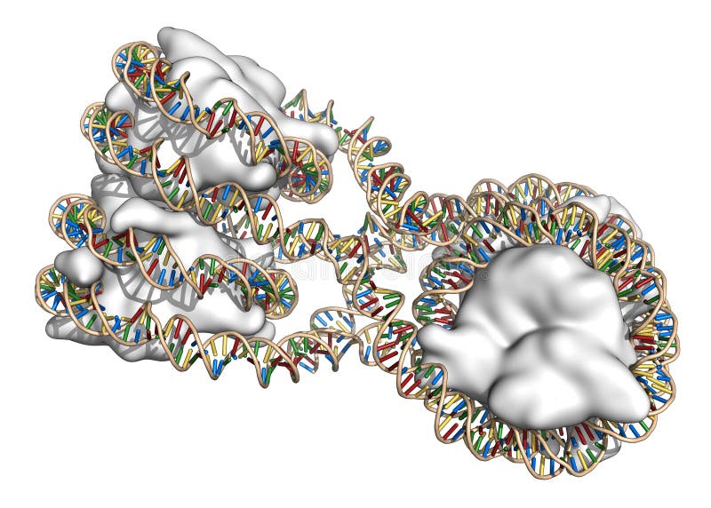 Nucleosome Structure. 3D Illustration. Stock Illustration ...