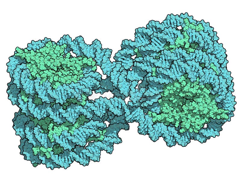 Structure of a nucleosome stock illustration. Illustration of base ...
