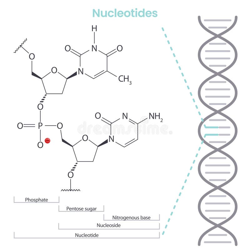 Nucleotide Scientific Biochemistry Vector Illustration Infographic ...