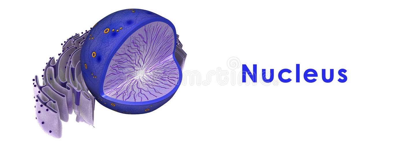 Nucleus Nucleolus Stock Illustrations – 1,037 Nucleus Nucleolus Stock ...