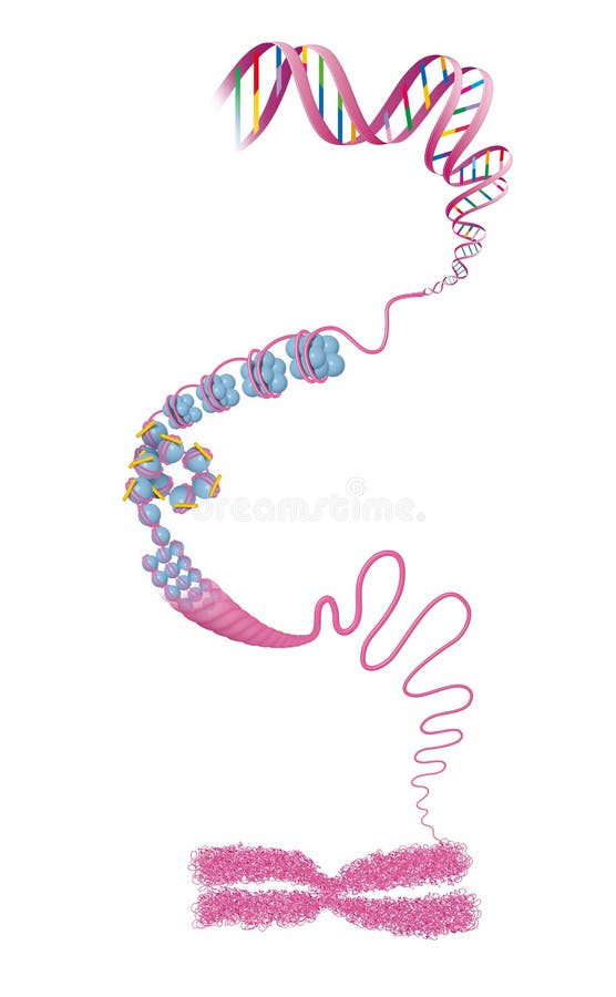 DNA and Histone Proteins are Packaged into Chromosomes. Stock ...