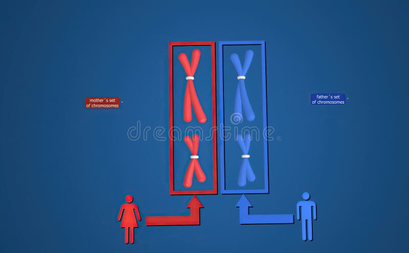 In the Nucleus of Each Cell, the DNA Molecule is Packaged into Thread ...