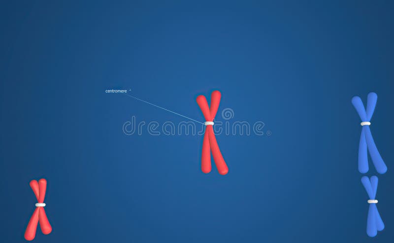 In the Nucleus of Each Cell, the DNA Molecule is Packaged into Thread ...