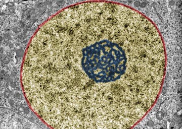 Nucleus. TEM stock image. Image of cytology, nucleus - 117240013