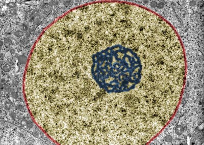 Nucleus. TEM stock image. Image of cytology, nucleus - 117240013