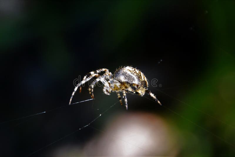 Nuctenea umbratica spider stock image. Image of themes - 186708917