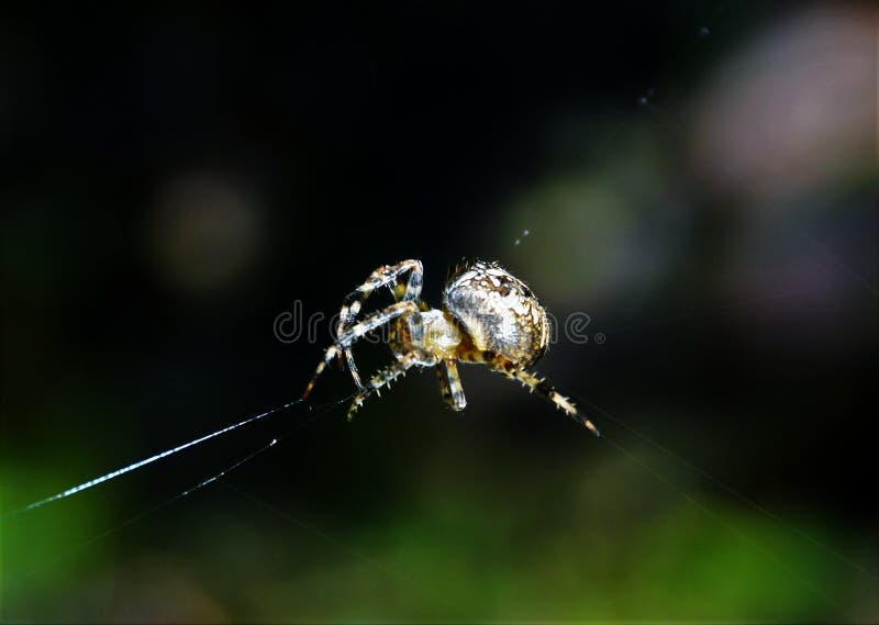 Nuctenea umbratica spider stock photo. Image of bodied - 186708918
