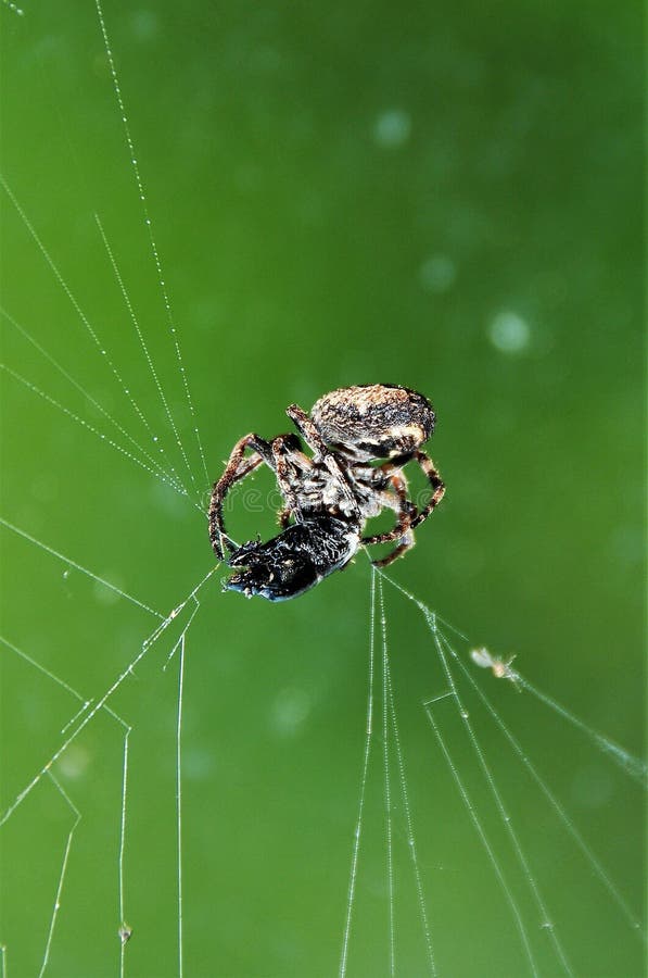 Nuctenea umbratica spider stock photo. Image of invertebrate - 186708930