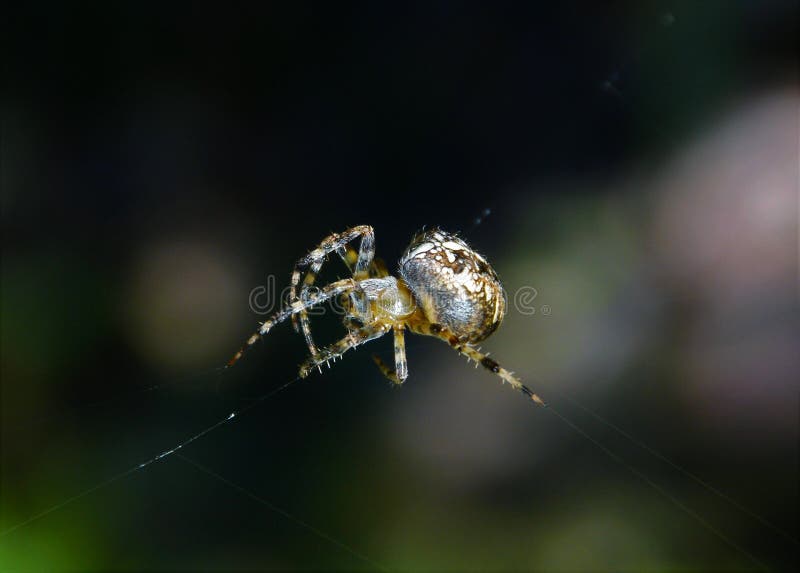 Nuctenea umbratica spider stock photo. Image of poison - 186708934