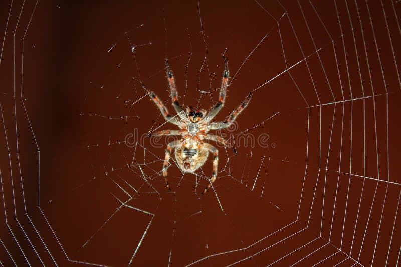 Nuctenea umbratica spider stock photo. Image of black - 186708954