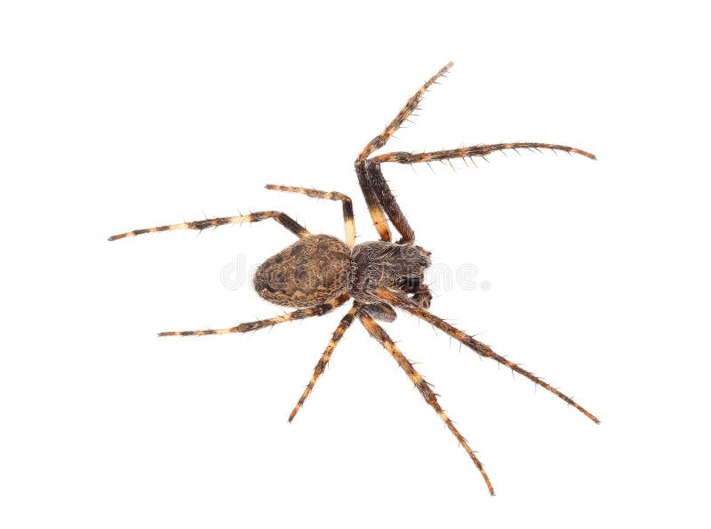 Walnut Orb-weaver Spider Isolated on White Background, Nuctenea ... Walnut Orb-weaver Spider Isolated on White Background, Nuctenea ...