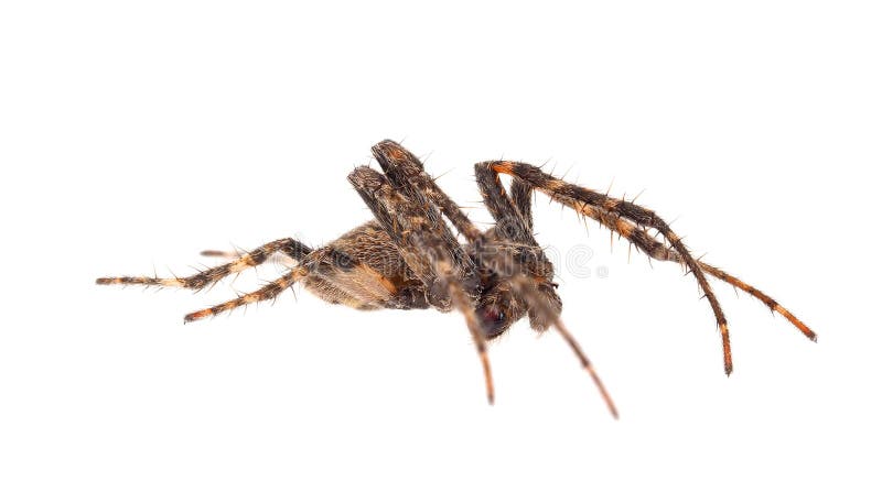 Walnut Orb-weaver Spider Isolated on White Background, Nuctenea ... Walnut Orb-weaver Spider Isolated on White Background, Nuctenea ...