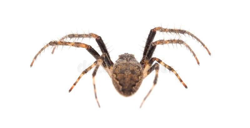 Walnut Orb-weaver Spider Isolated on White Background, Nuctenea ... Walnut Orb-weaver Spider Isolated on White Background, Nuctenea ...