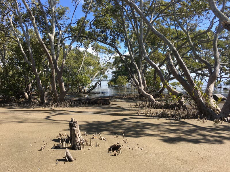 Nudgee Beach stock image. Image of sunshine, nature - 195304741