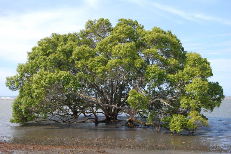Nudgee Beach Mangrove Tree stock photo. Image of beach - 67516960