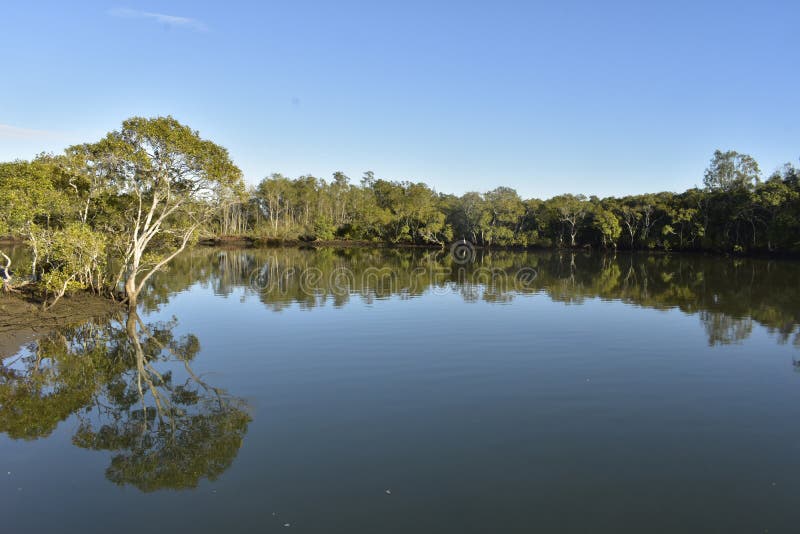 Swampgum Stock Photos - Free & Royalty-Free Stock Photos from Dreamstime