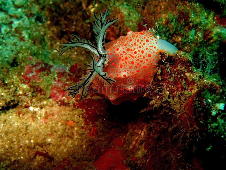 Pure Nudis Stock Photos - Free & Royalty-Free Stock Photos from Dreamstime