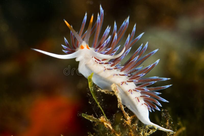 Nudibranch stock photo. Image of indian, scuba, macro - 5285366