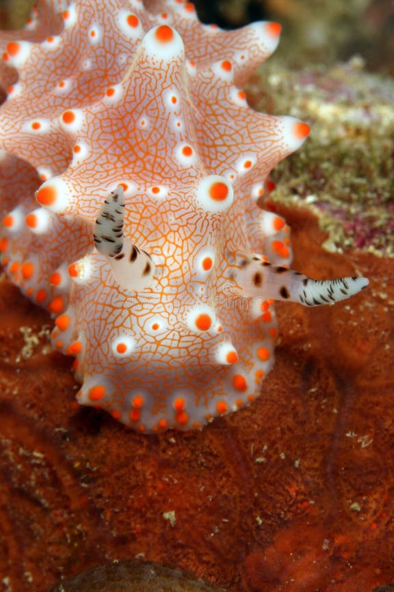 Nudibranch stock photo. Image of advanced, corals, aquarium - 23057332