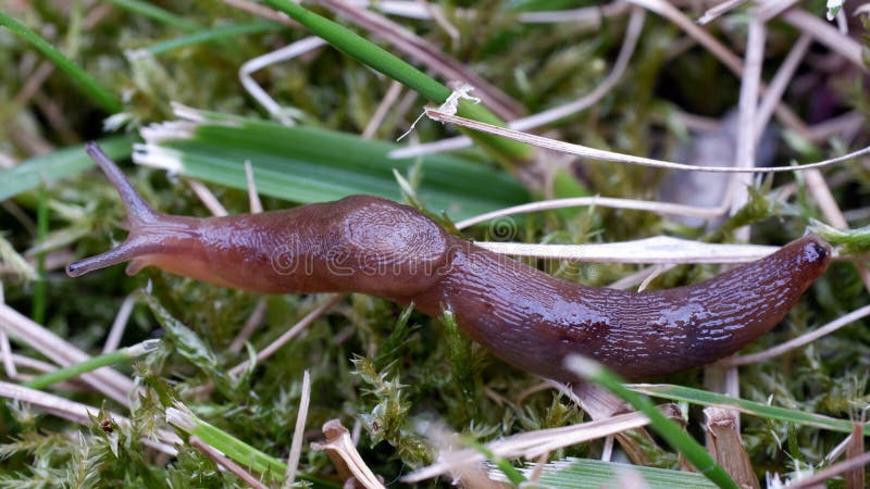 Slug closeup in the grass stock image. Image of brown - 248945709