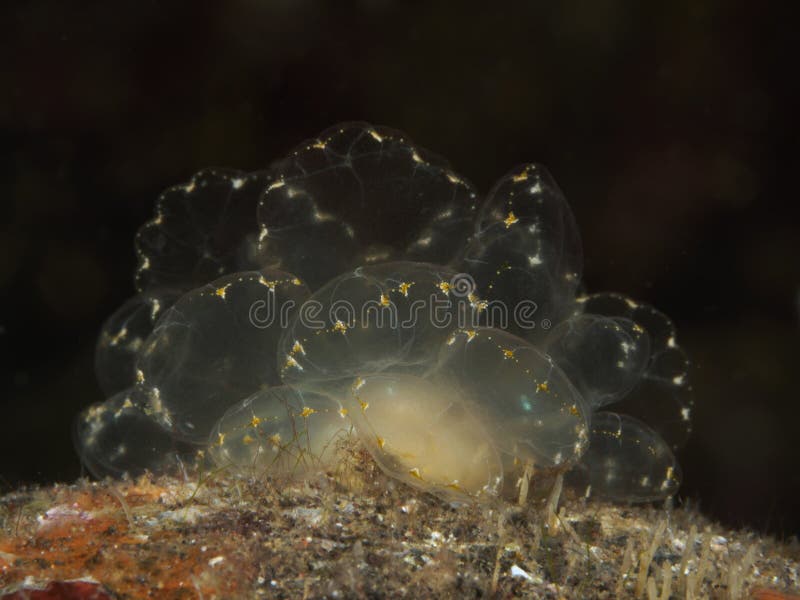 Nudibranch Cyerce elegans stock photo. Image of reef - 95528630