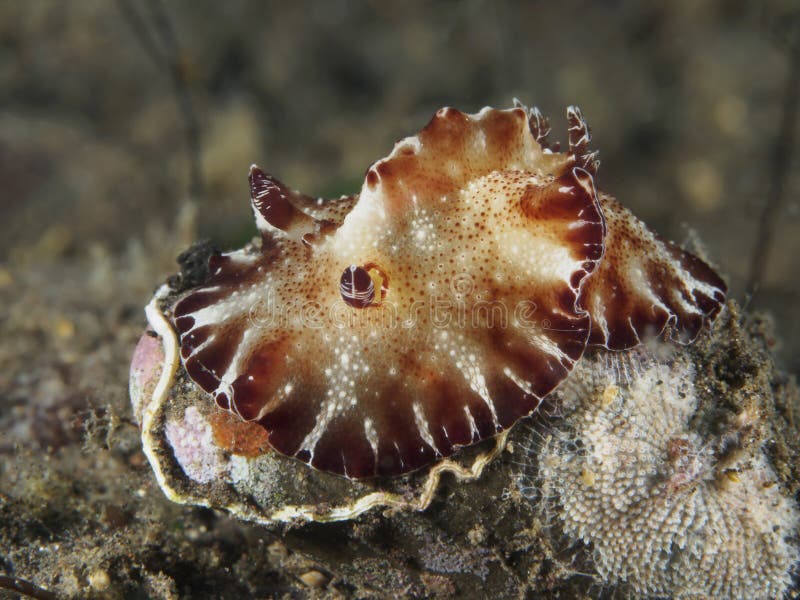 Discodoris Boholensis Stock Photos - Free & Royalty-Free Stock Photos ...