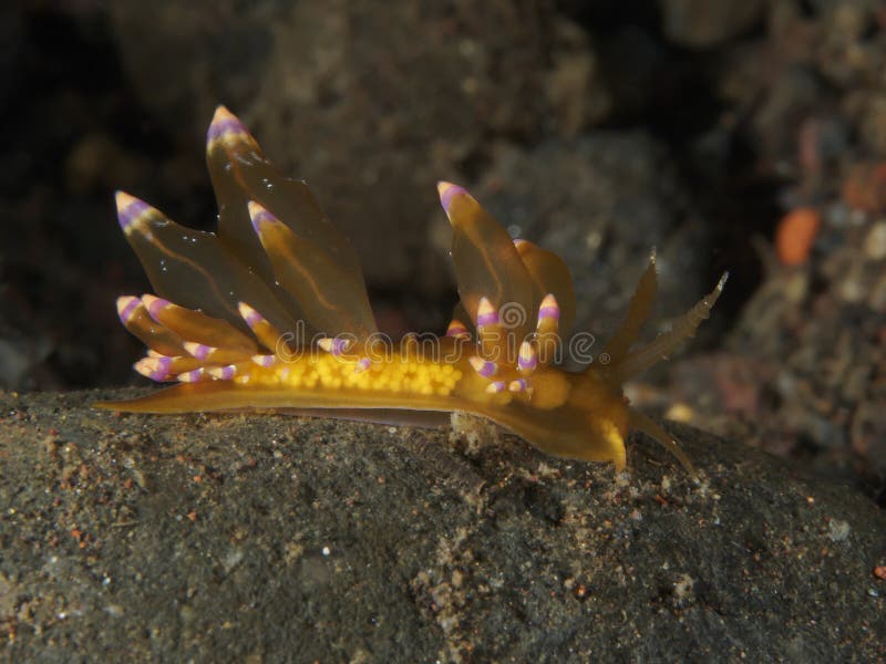 Nudibranch Eubranchus SP stockfoto. Bild von nave, bali - 95530122