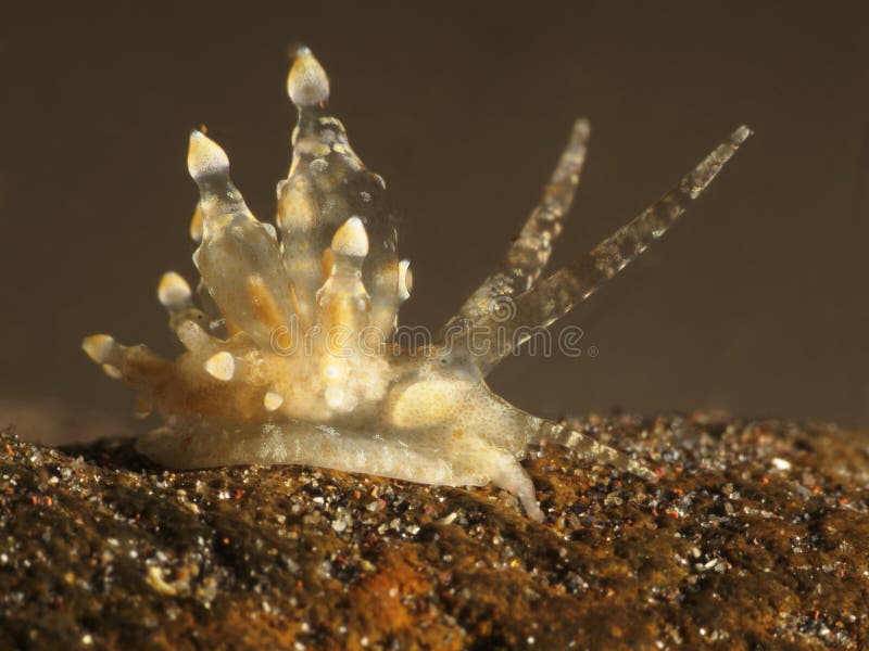 Nudibranch Eubranchus SP stockfoto. Bild von nave, bali - 95530122