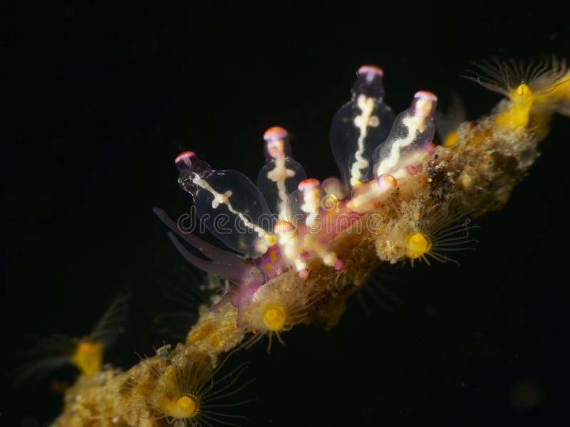 Nudibranch Eubranchus SP stockfoto. Bild von nave, bali - 95530122